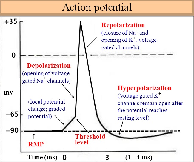 Bio Geo Nerd Action Potentials Up Close
