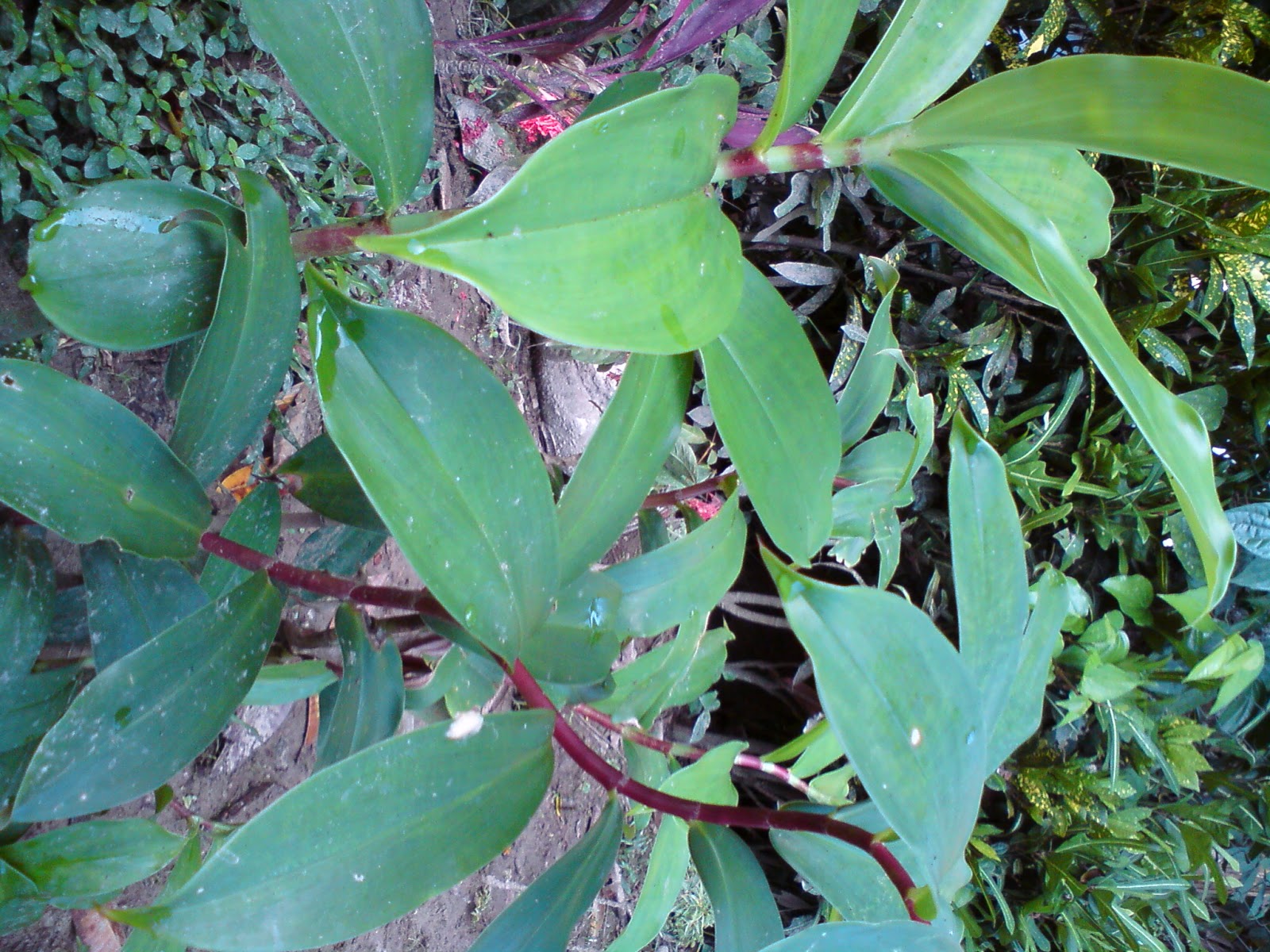 Jom Tanam Bunga: Si Manis Dengan Setawar