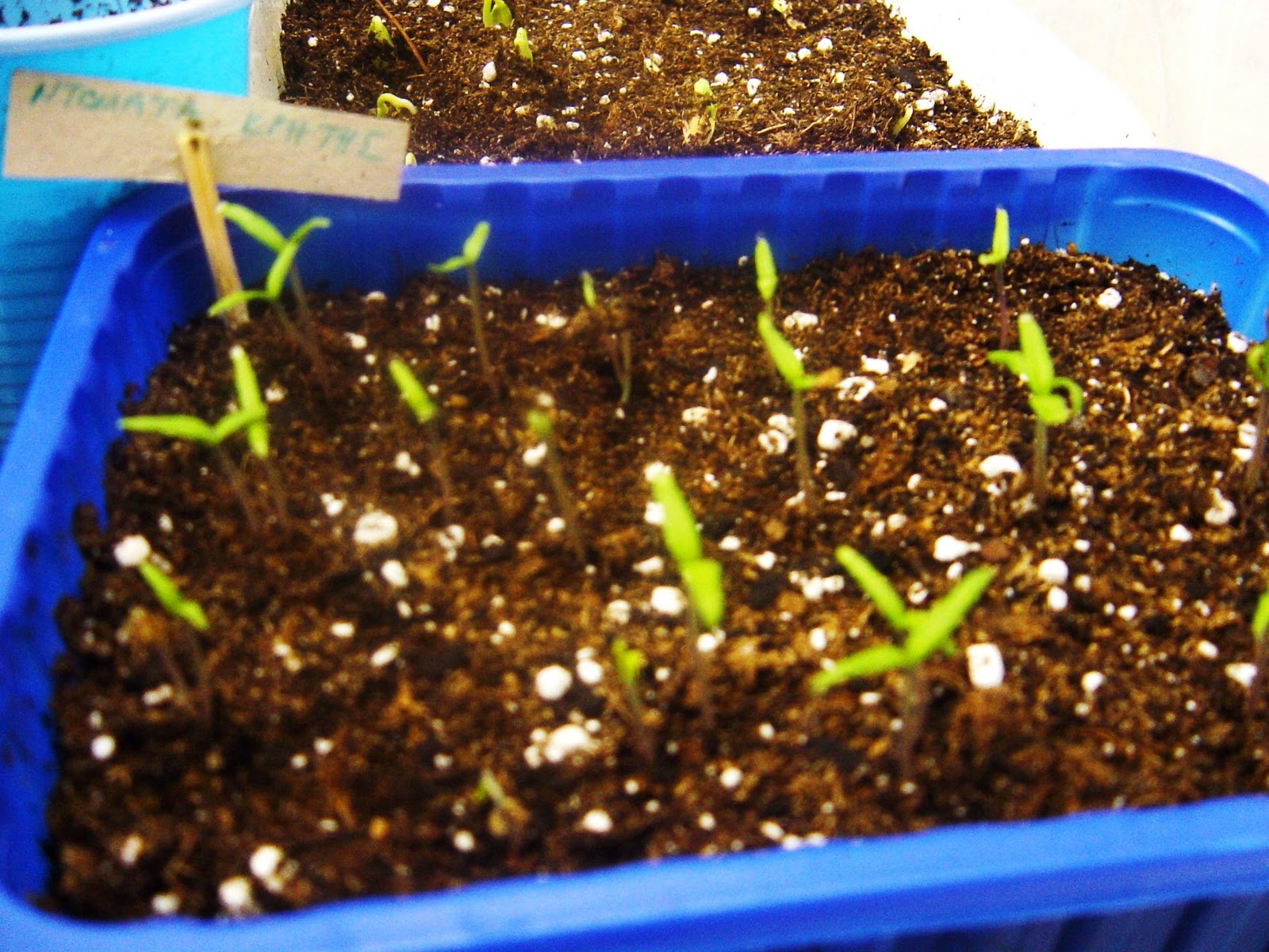 ΧΩΡΙΑΤΙΚΗ ΖΩΗ: Τα πρώτα φυντανάκια