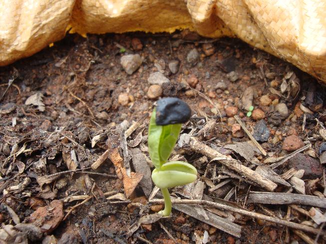 Organic micro farm and vegetable terrace garden : Growing Long Bean ...