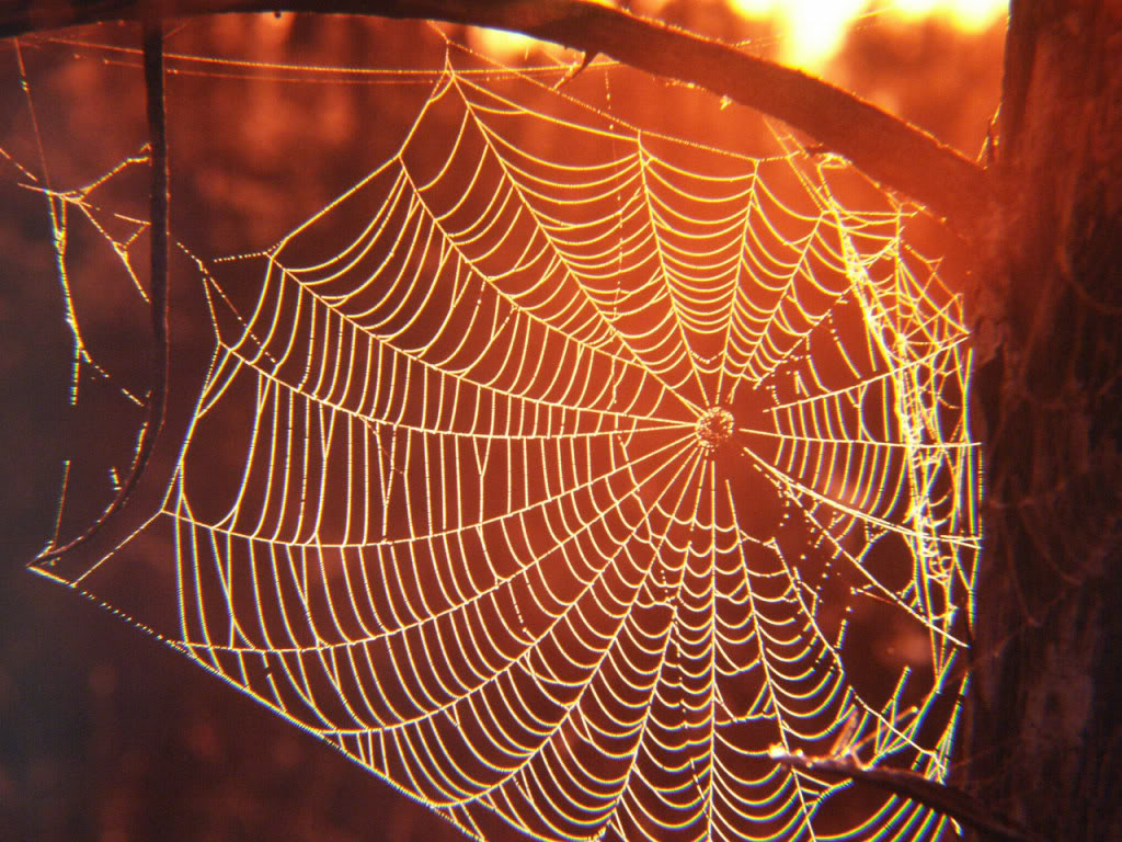 Intuition Thinker: Amazing Facts: Spider web silk is 5 times stronger ...