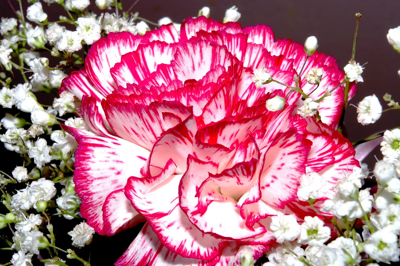 Flower Test - PentaxForums.com