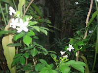 colekShop: MANFAAT KEMUNING JEPANG