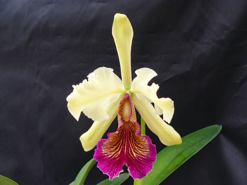 Cattleya aurea