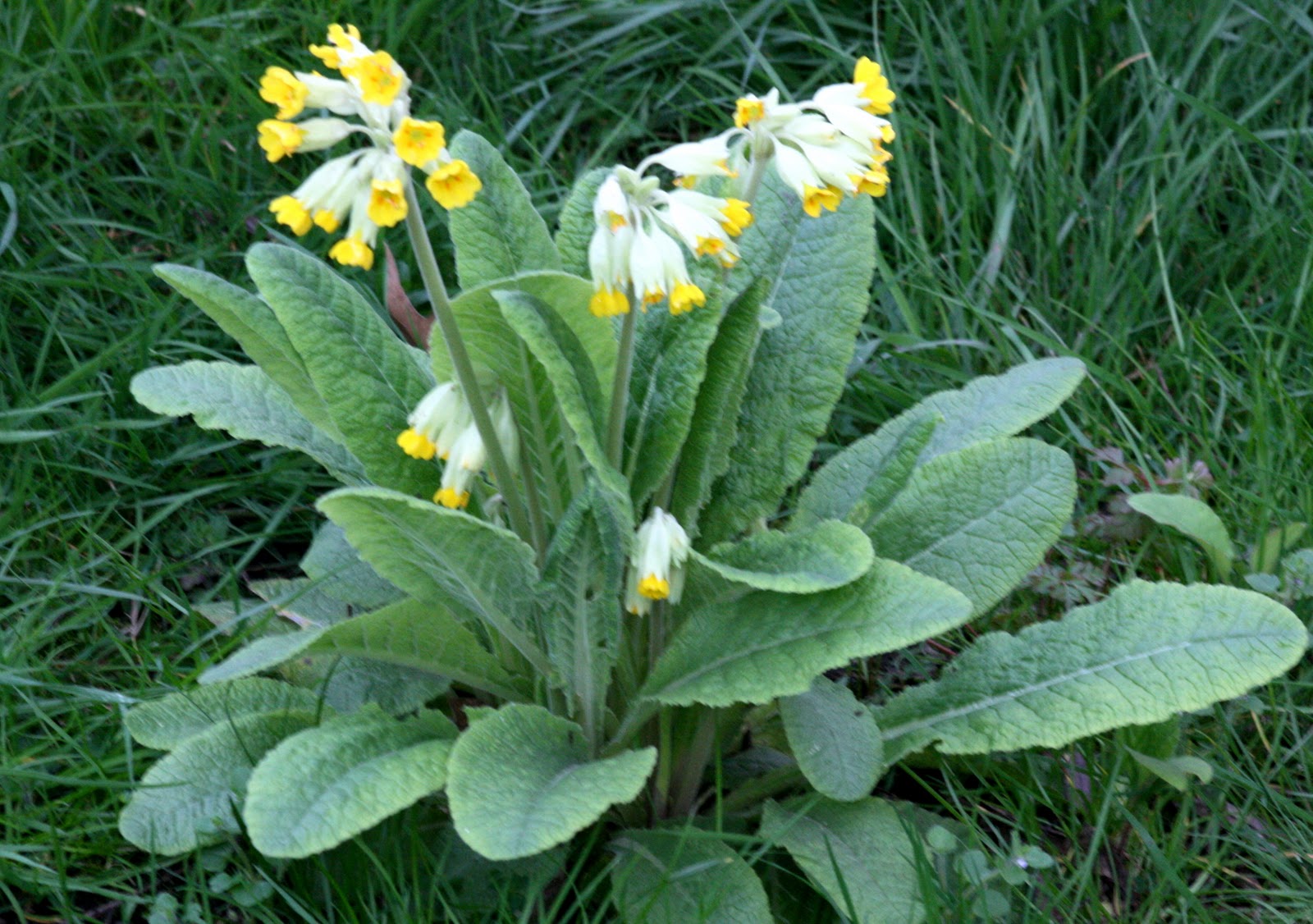 Nature In London: Cowslip (Primula veris)