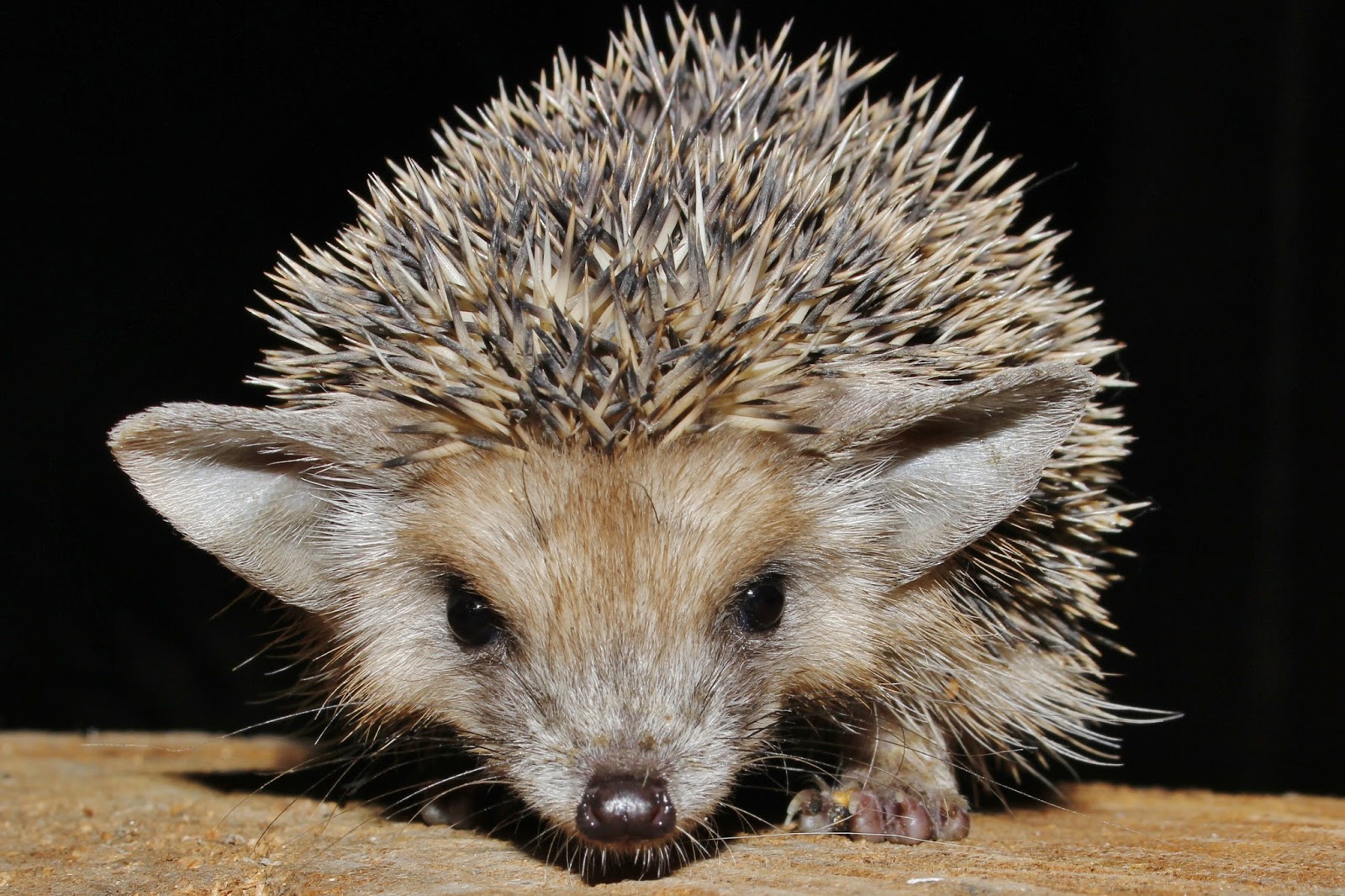 Biodiversity Of Cyprus By Ngo Protection Of The Natural Heritage And