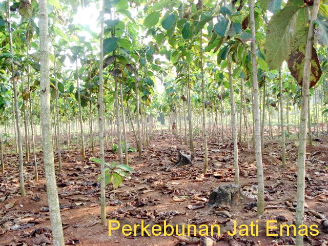 KAYU JATI POHON JATI KEBUN JATI: Spesifikasi Pohon Jati Emas