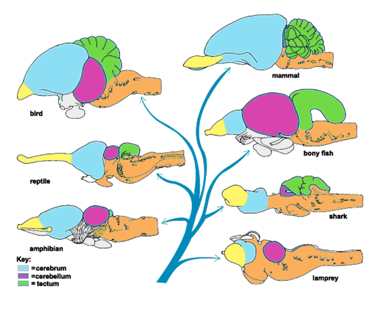 Neuroscience Avout Brain Evolution Tree