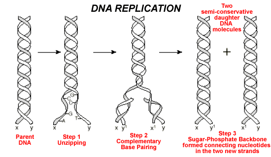 Standard Note Dna Replication