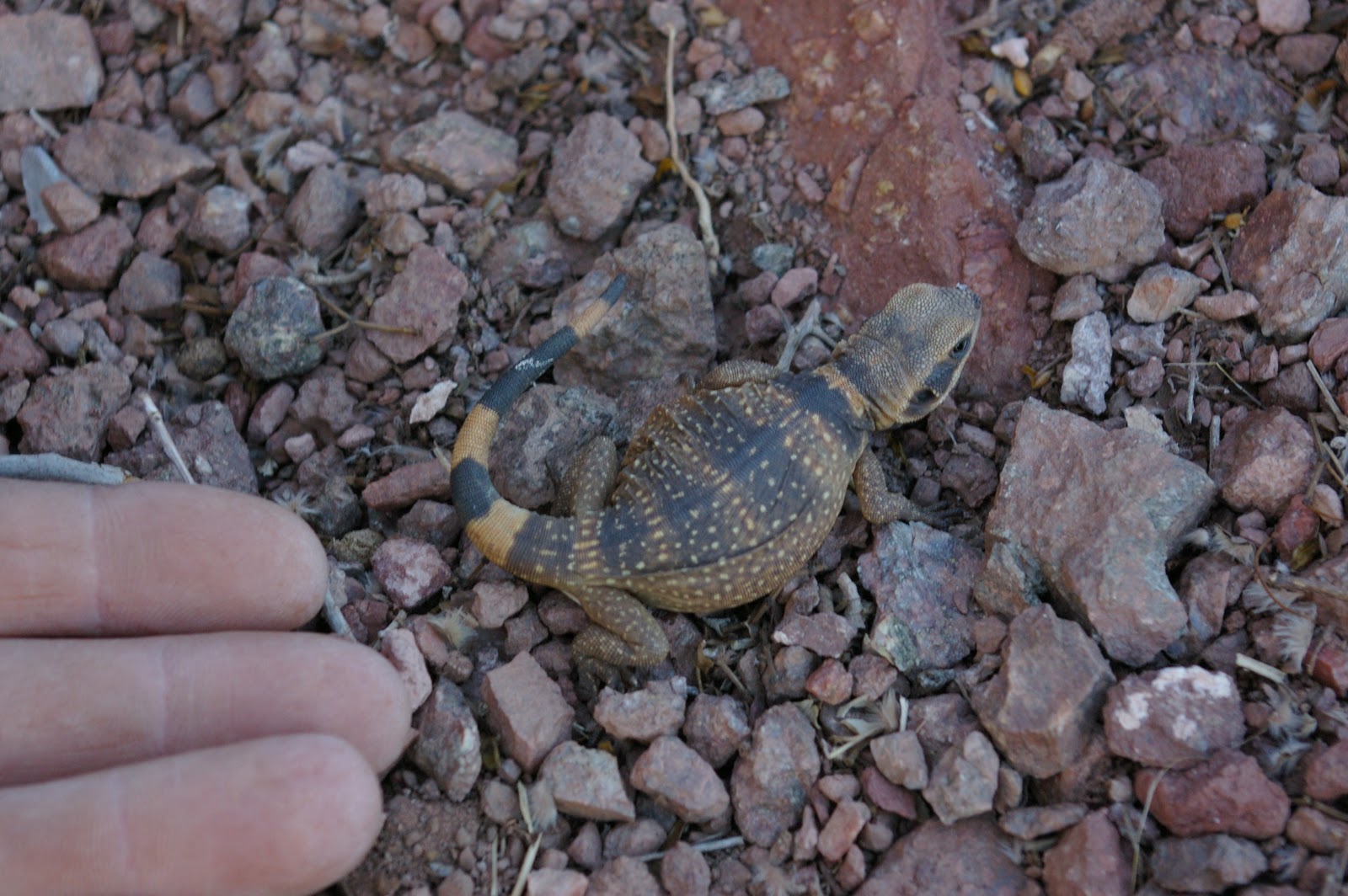 Arizona Gronseth Report: Baby Chuckwalla