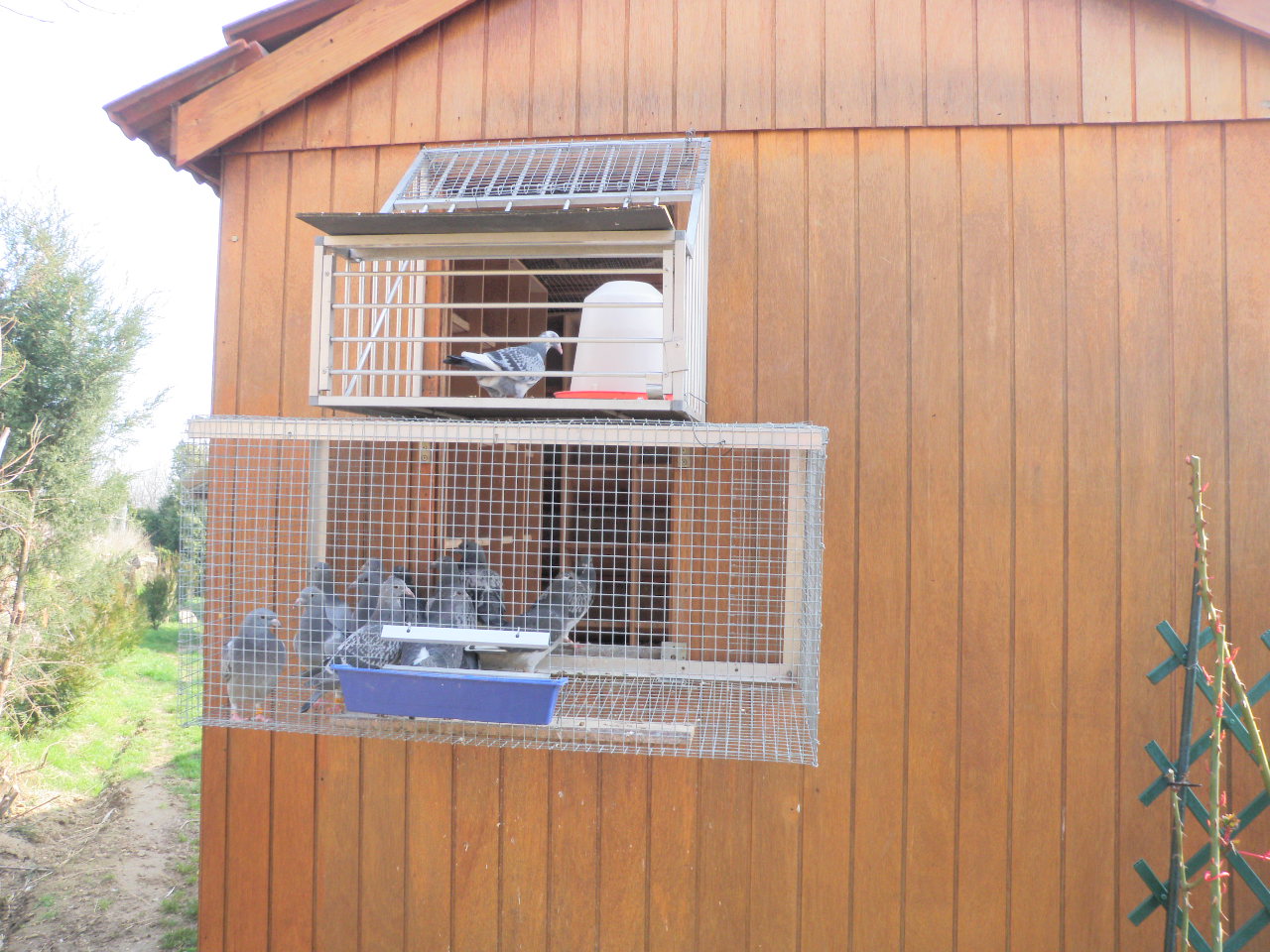 Elevage de pigeons voyageurs pour les concours de fond des meilleures ...