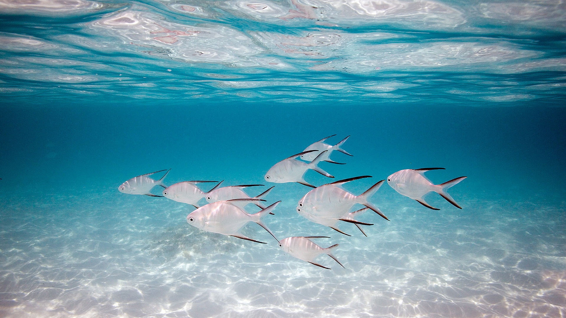 Silver Fish - Mystery Wallpaper