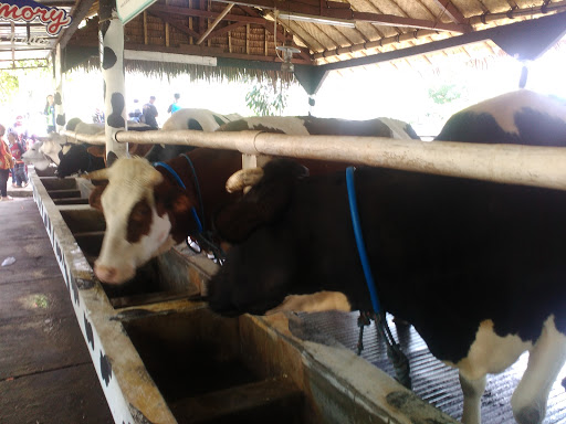 Main di Cimory, Ternyata Nggak Cuma Nengokin Sapi.