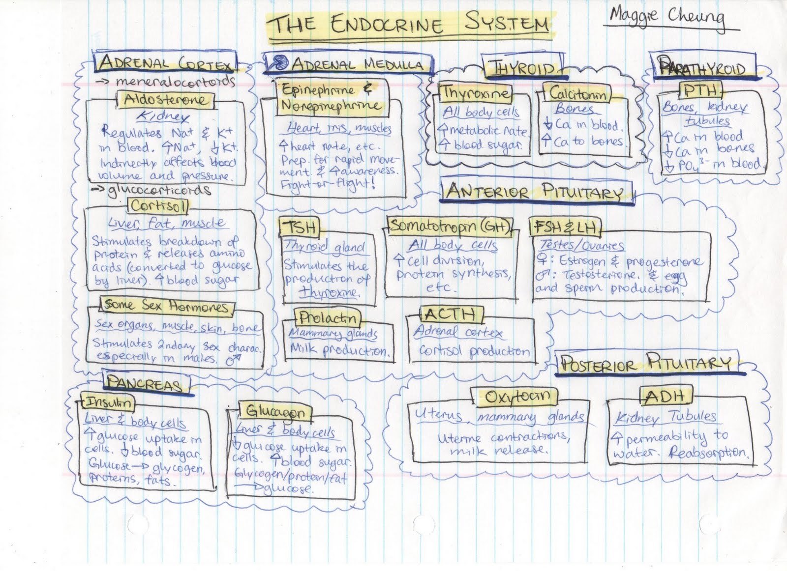 Endocrine System Chart