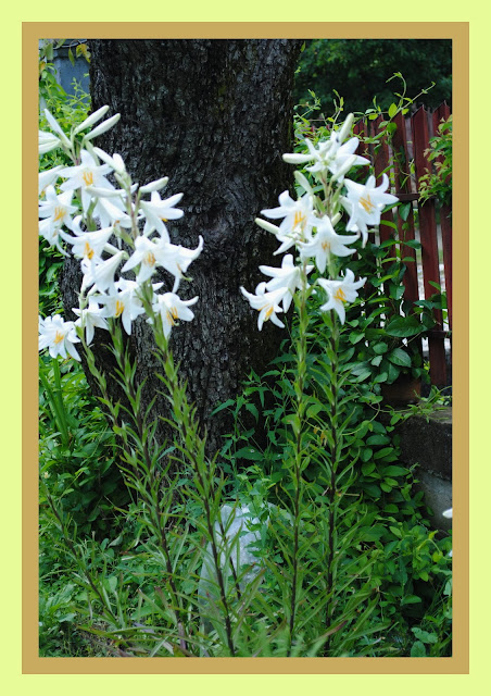 Crinul - o floare care nu trebuie sa lipseasca din gradina ~ Vasi-Gioni