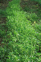 Suria Helang Lui: Edible Landscape - Kemangi (Lemon Basil)