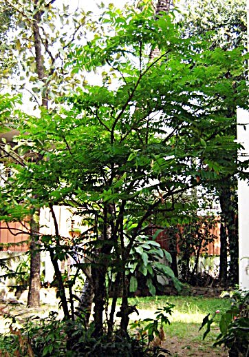 Song of the waves - Parayil A. Tharakan Blog: A Medicinal Tree With ...