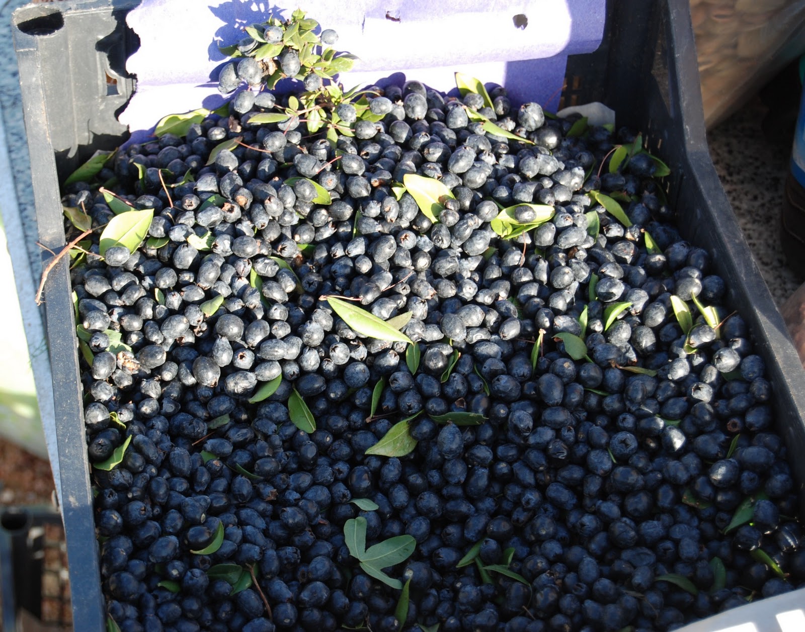 Jelly-Bella: Mirto- a delicious Sardinian liqueur