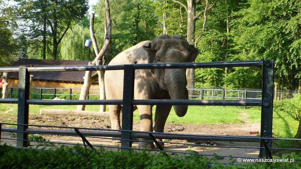 Polska - Kraków: Zoo - Galeria zdjęć - Nasz Cały Świat - Blog podróżniczy