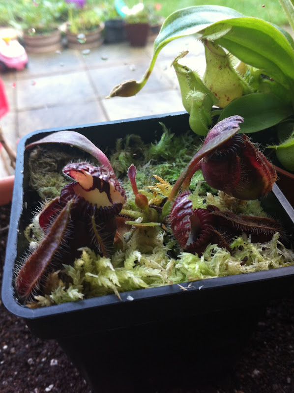 my new ceph with pics - FlyTrapCare Forums