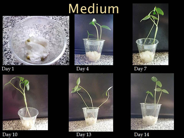 Bitter Sweet Bean Plant Experiment Presentation Sbi3u1