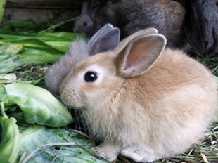 Helsie's Happenings: EASTER BUNNY VERSUS BILBY