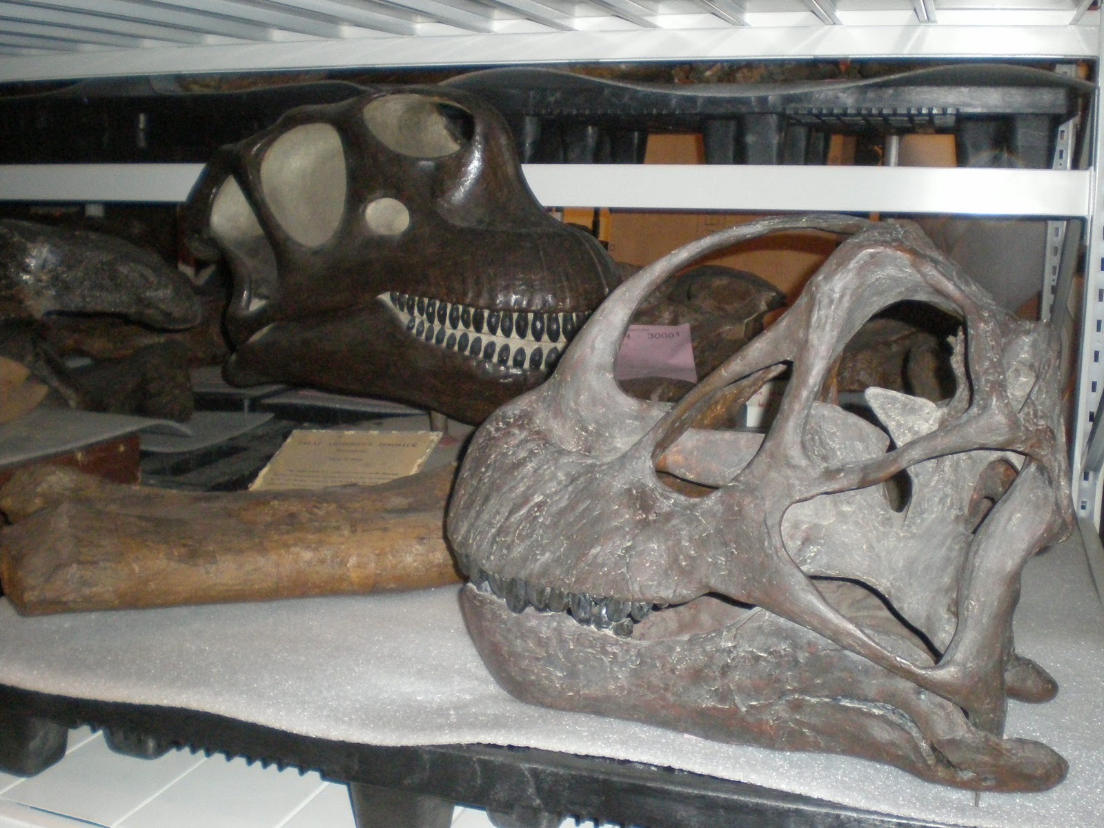 Anthropology in Practice: Behind-the-Scenes at the American Museum of ...