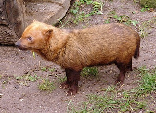 Especies de la Mojana Sucreña y el San Jorge: CHIGÜIRO O CAPIBARA