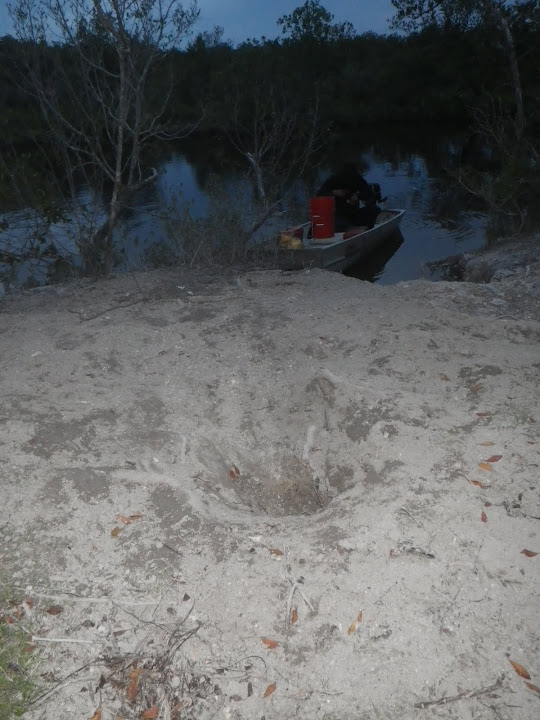 Hatchling season in the Everglades - Field Herp Forum