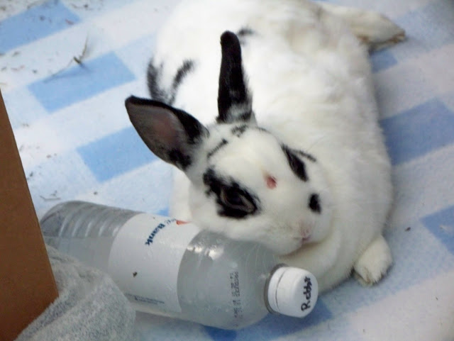 bald | The Rabbit Rabble