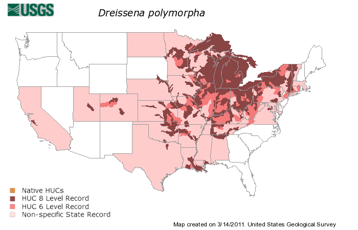 Bottled Water: The Zebra Mussel