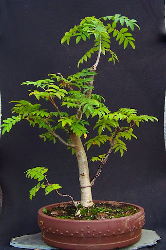 Bonsai by Mark H | Wigston Bonsai Club
