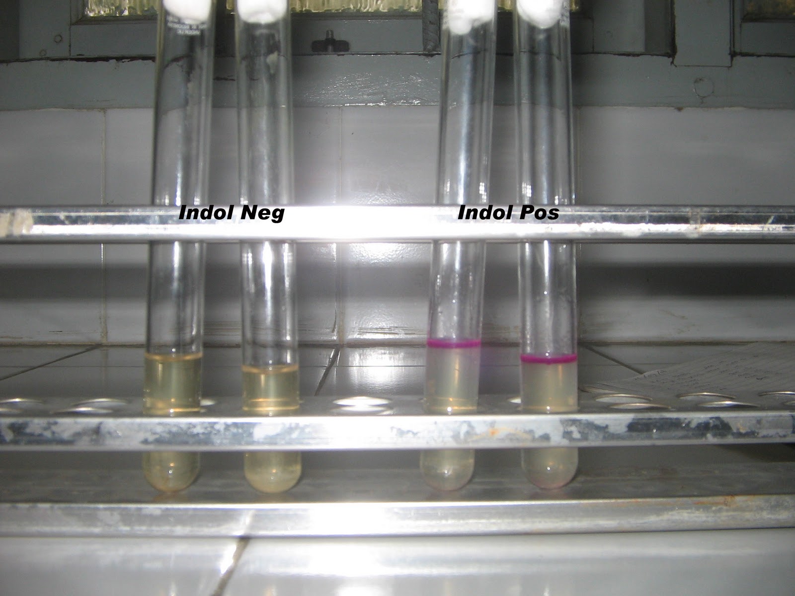 My World Fisheries: Tahap-Tahap Pengujian Escherichia coli (SNI 01-2332 ...