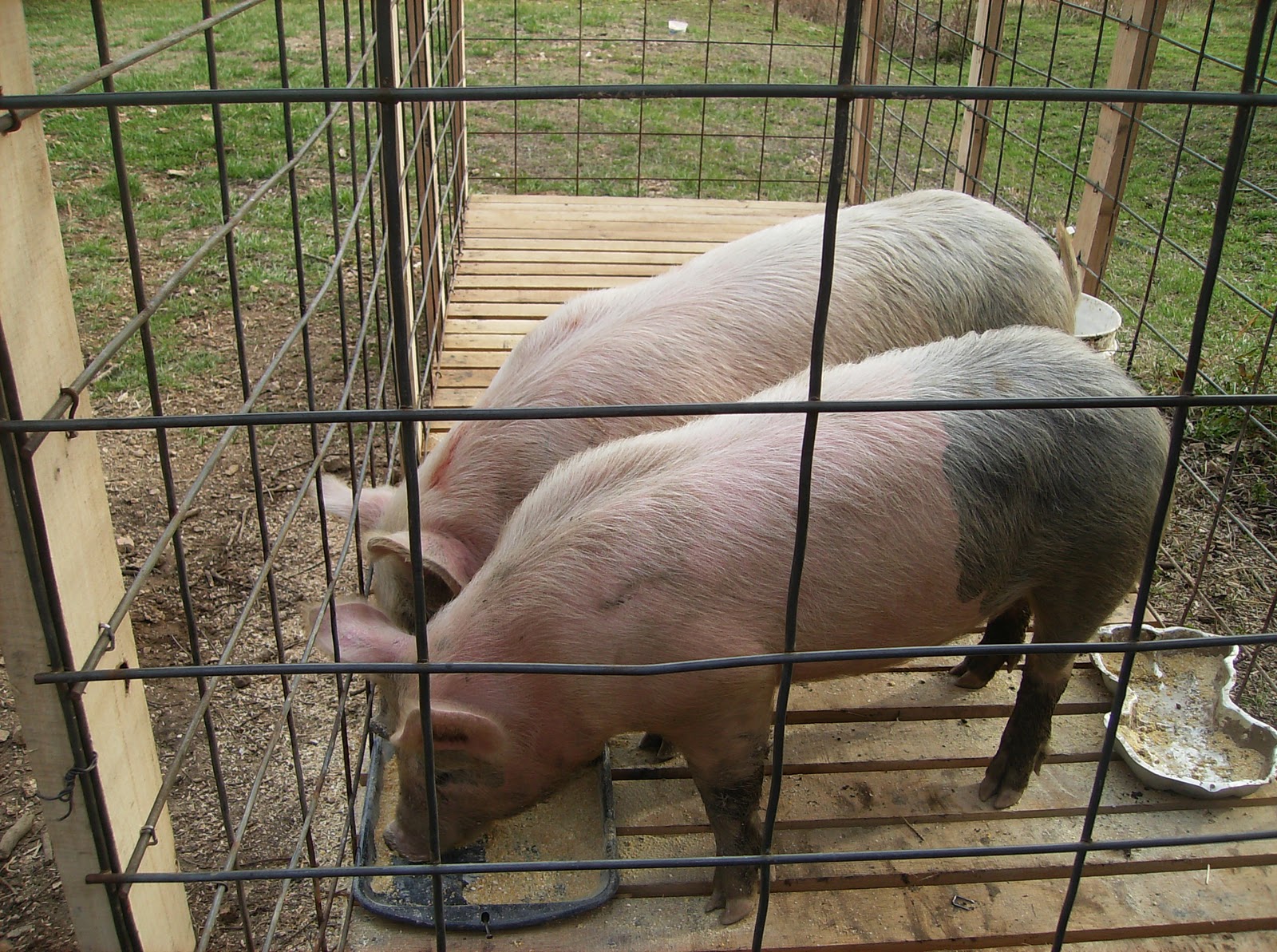 Misty's Country cooking: The pig pin