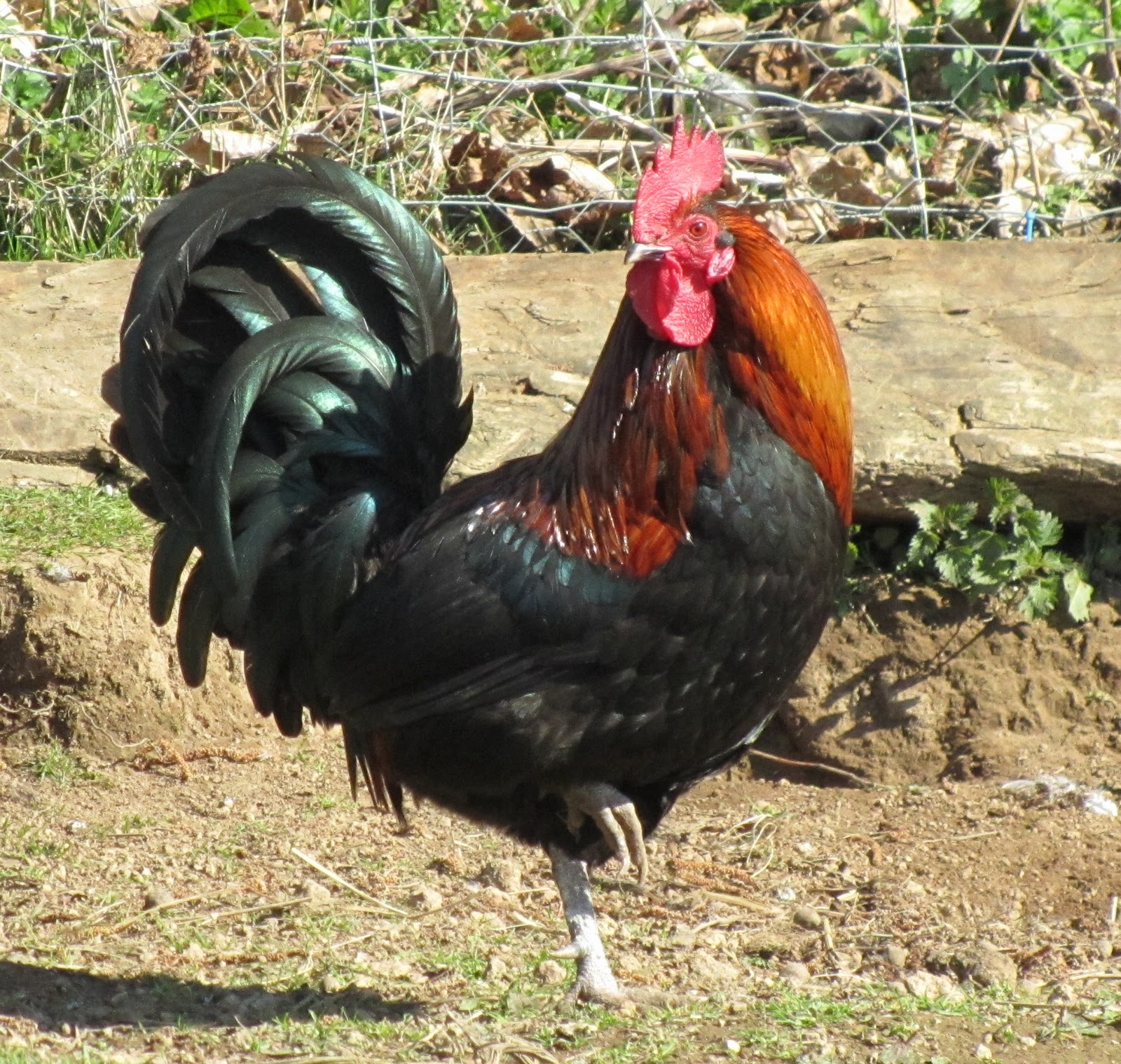 Livingin22: Friends on the Mill Stream Walk, Seeds, Cockerels and Hens