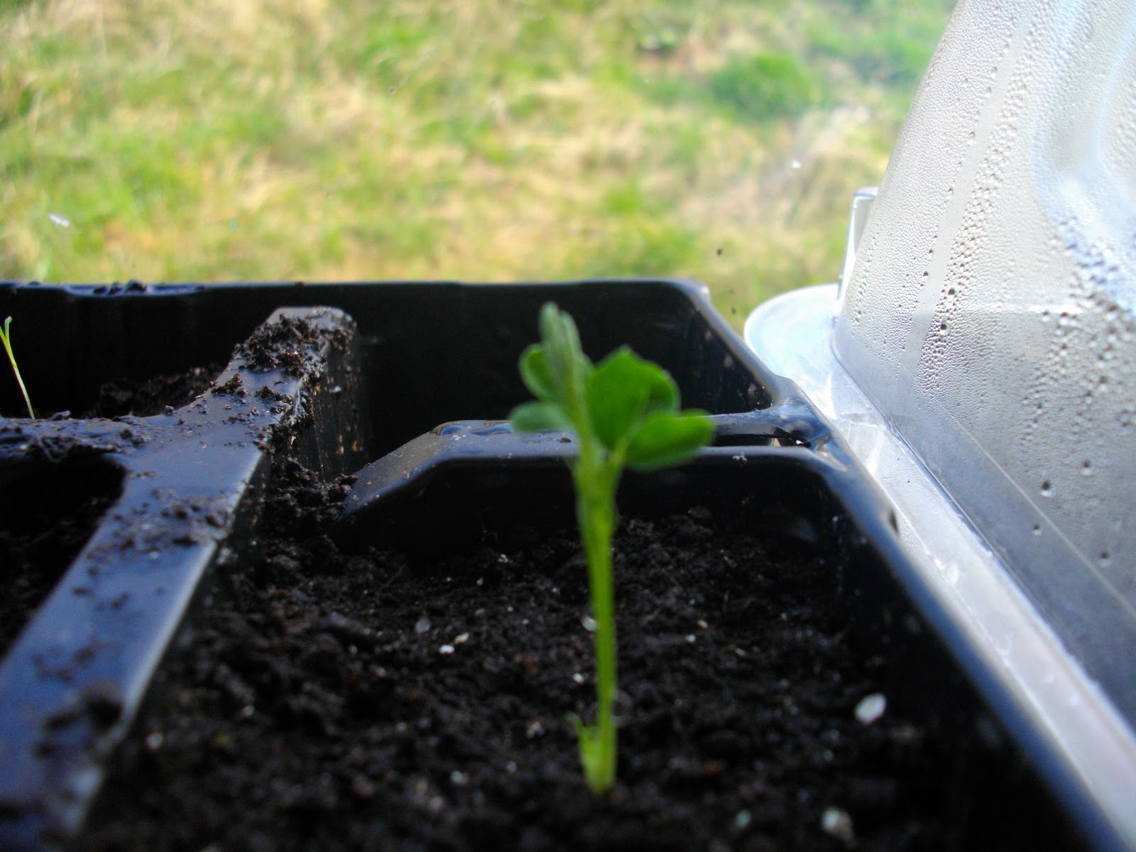 North Coast Integrated College Eco Club: Home-made Eco-propagator