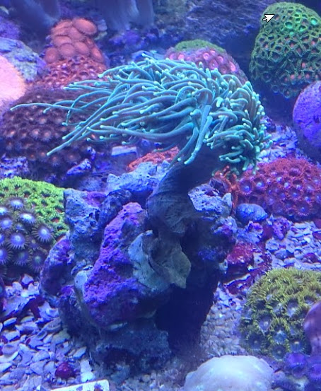 HEPATUS 320 REAIS - E MAIS DE 100 ANIMAIS PRONTA ENTREGA - Brasil Reef ...