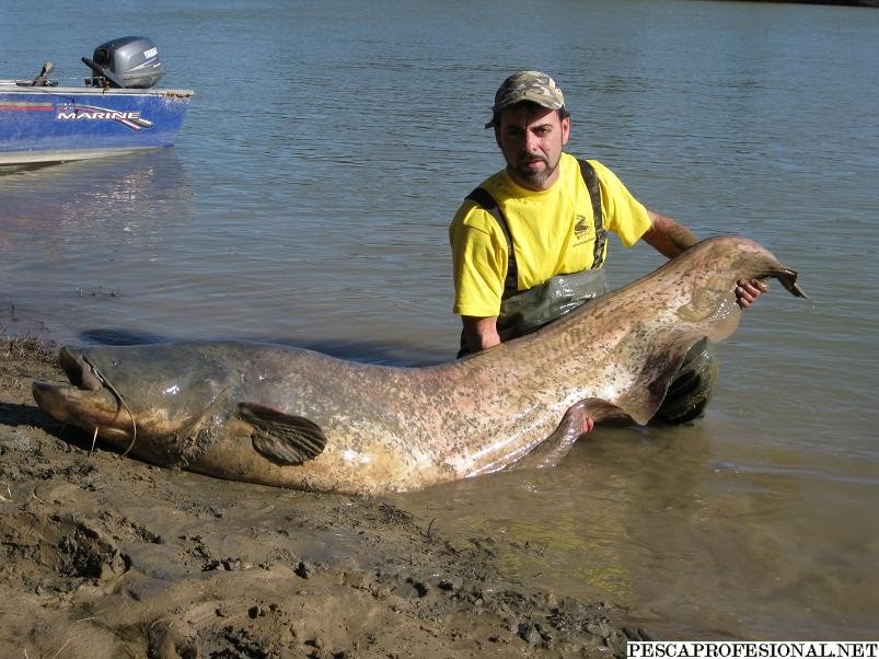 ISIDRO PAJUELO GOMEZ: SILUROS DE MAS DE DOS METROS EN EL EMBALSE DE ...