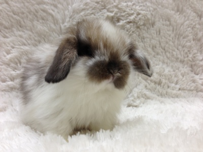 Rabbits for sale in Singapore!: (SOLD) Broken Tort female American ...