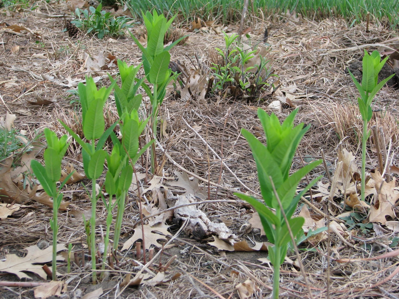 Vegetable Sprout Identification