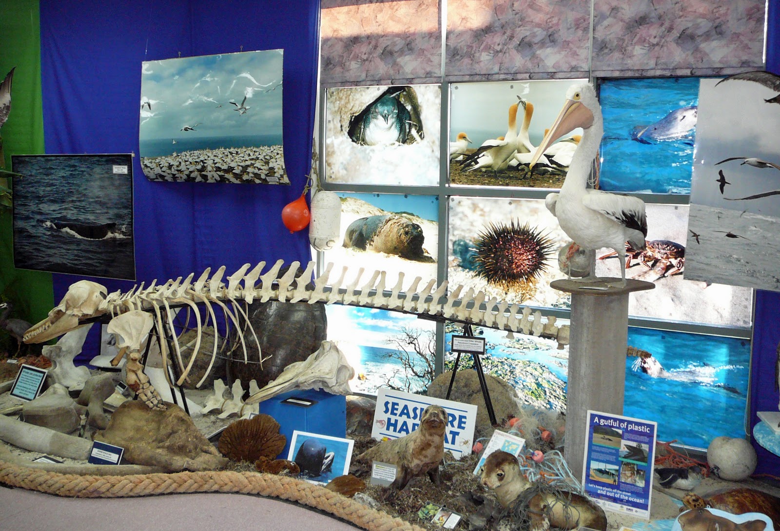 Australian Wildlife Lectures: Public Displays
