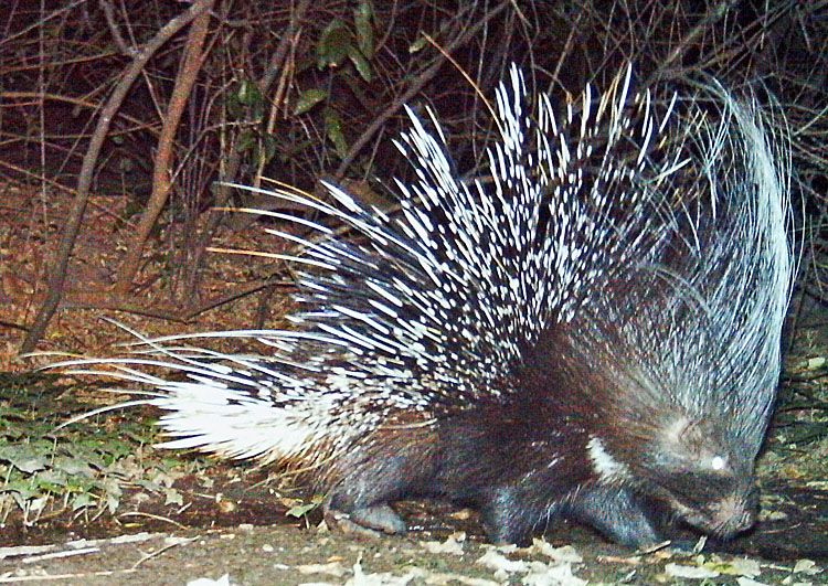 Remote Camera Trap - South Africa: Porcu-time