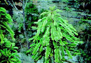 Elambiente.ron: La 5° y 6° Planta más raras del mundo