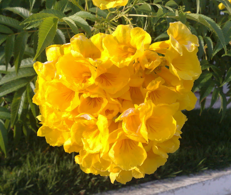 Imagens com Texto: Flores de Setembro