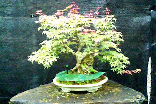 Good Morning Art World Trucos Para Cuidar Tus Plantas Good Morning Art