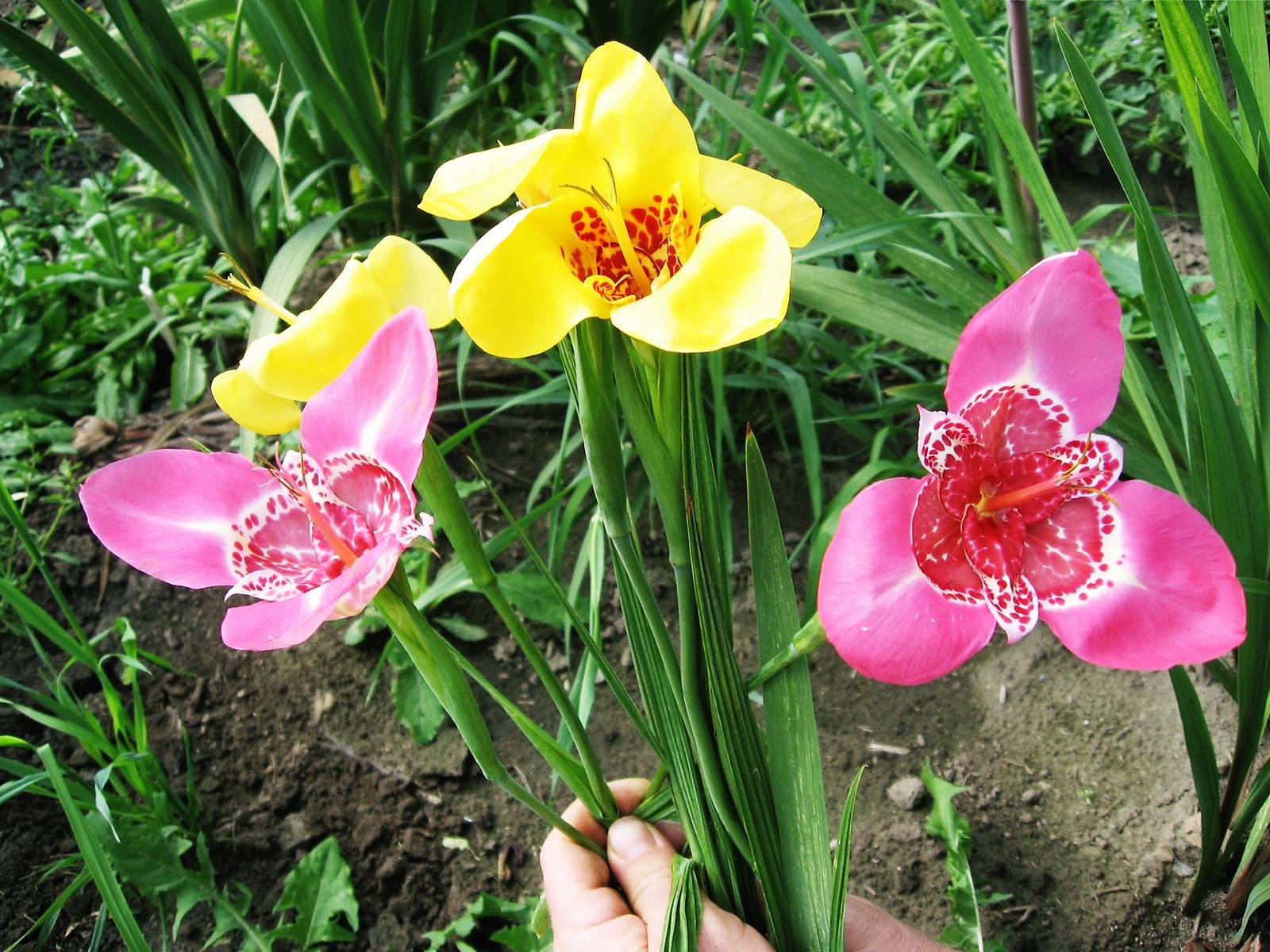 The Musical Gardener: Tigridia - Mexican Shellflower