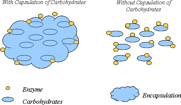 Encapsulation for Slow Glucose Release