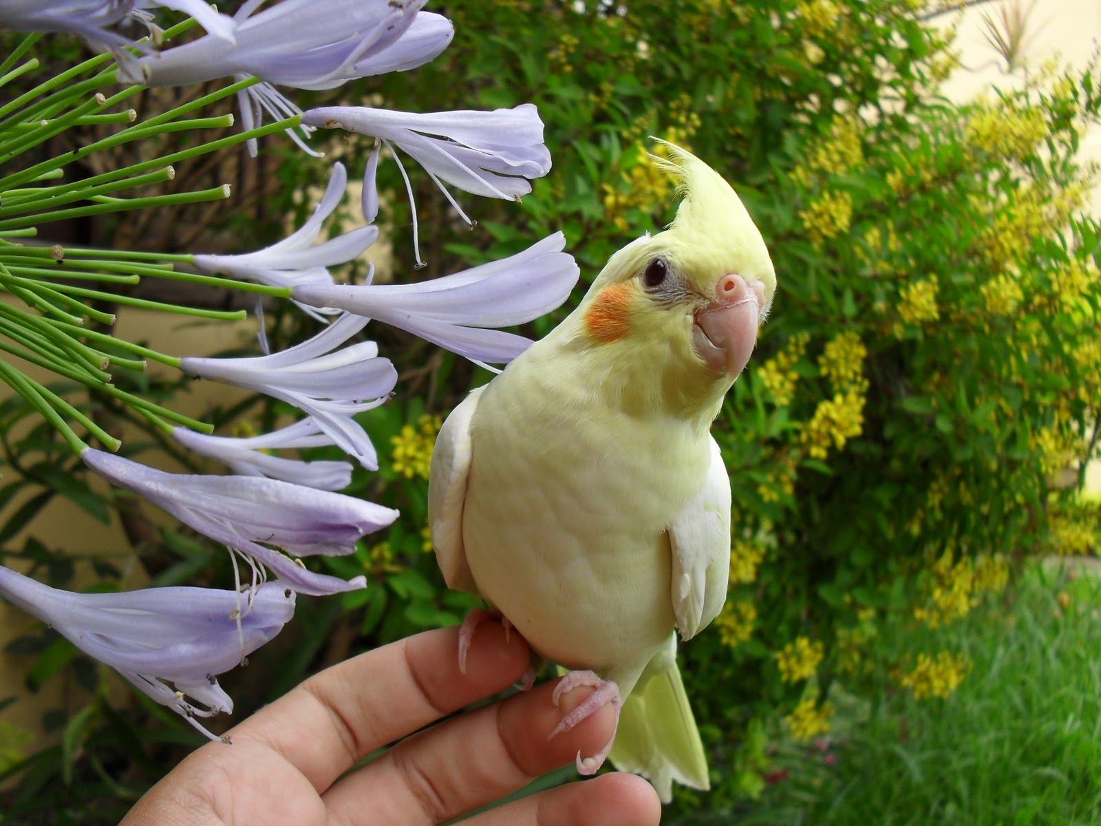 Calopsitas BH - Filhotes mansos em Belo Horizonte: Fêmea Lutino