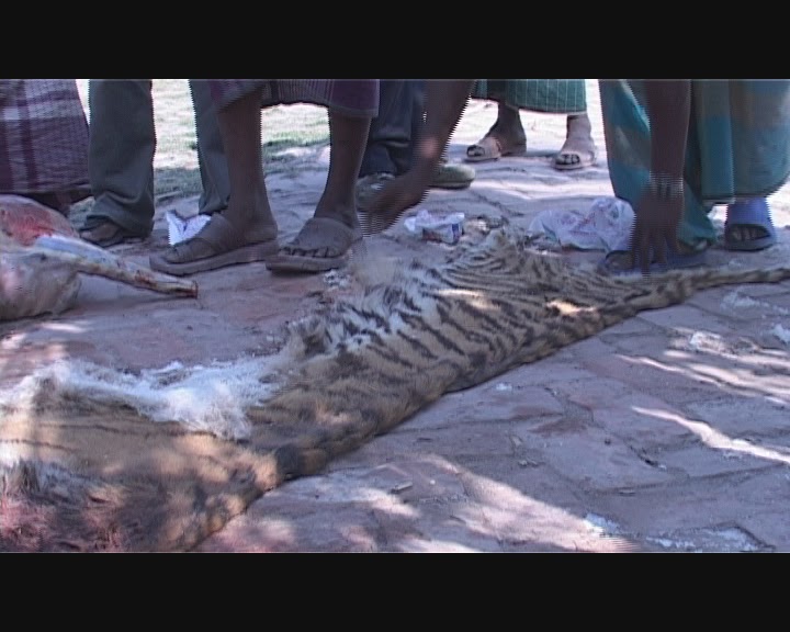 Hossain Sohel: Trafficking of Tiger Skeleton and Role of Forest Department