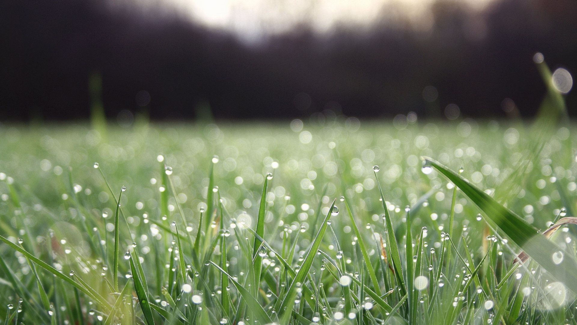 Morning Dew - Mystery Wallpaper